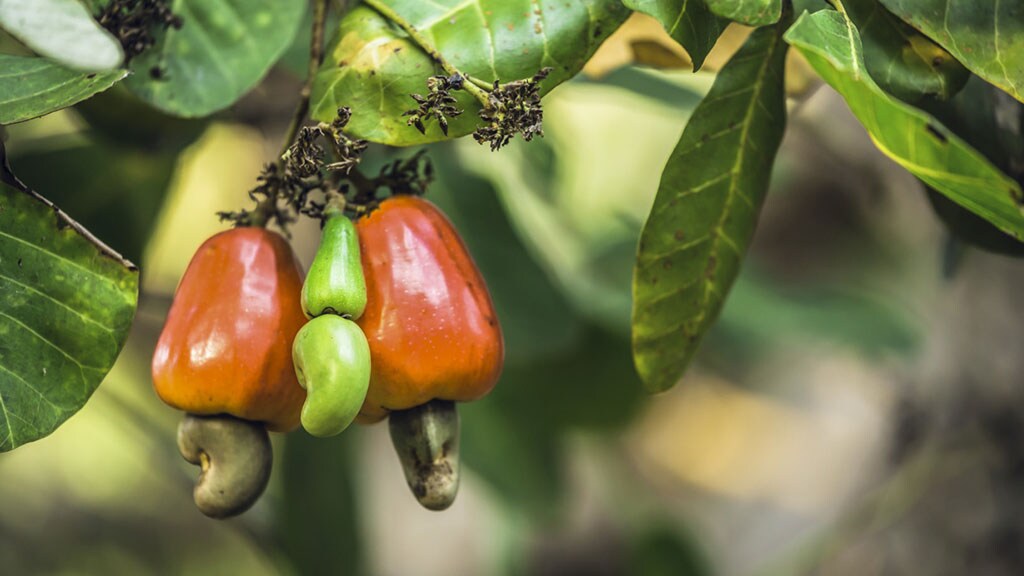 Sustainability in Ivory Coast Agriculture | Maersk