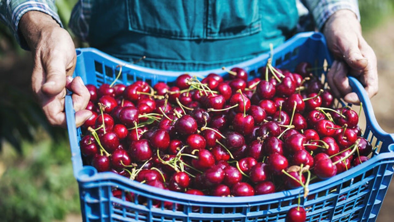 Cold Chain Solutions for perishables in Latin America | Maersk