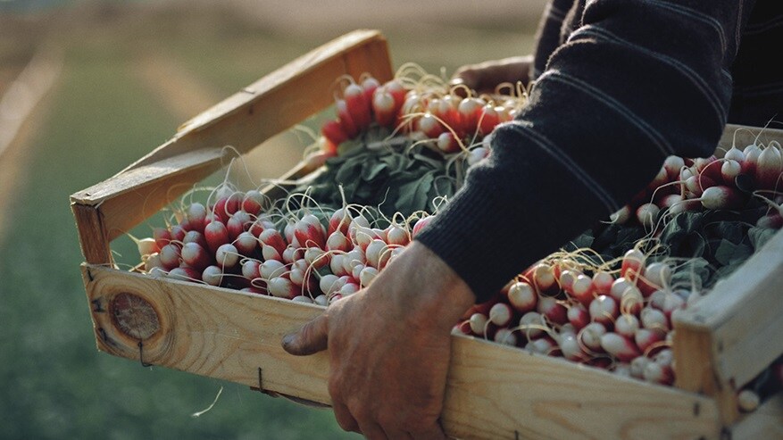 Progress 2019: Contribute to halving food loss | Maersk