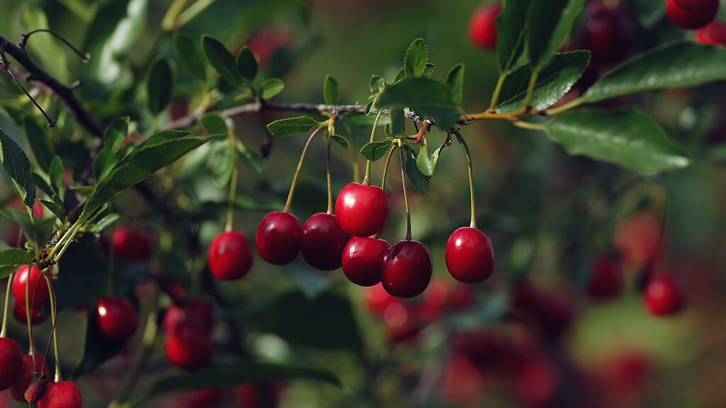 The Global Cherry Summit 2024| Maersk