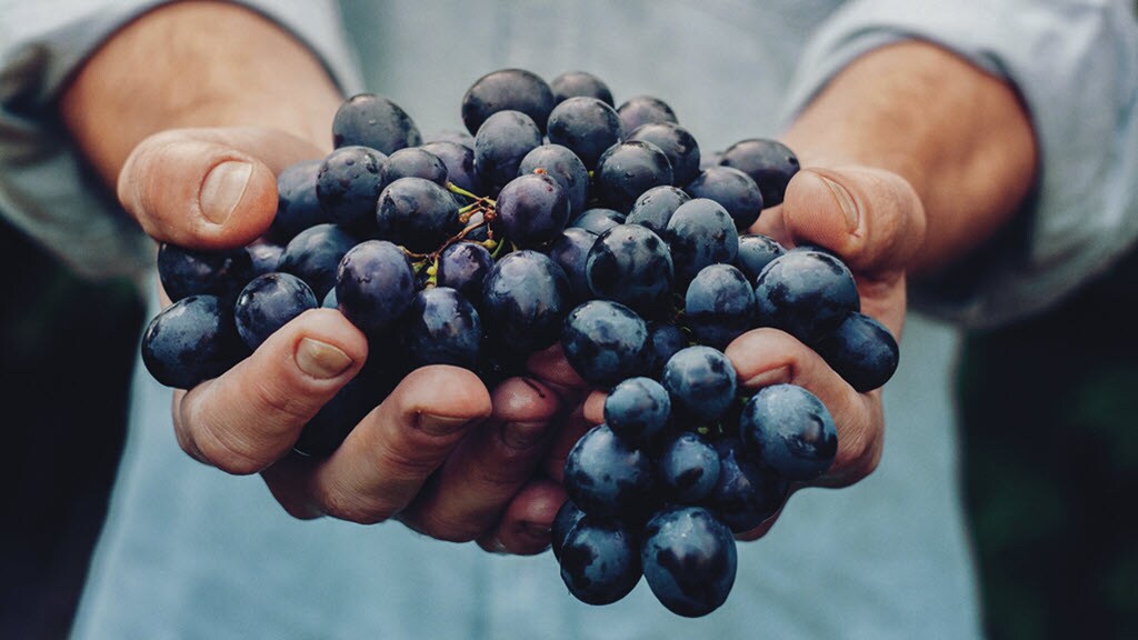 Maersk offers cold chain logistics for grapes export from India to ...